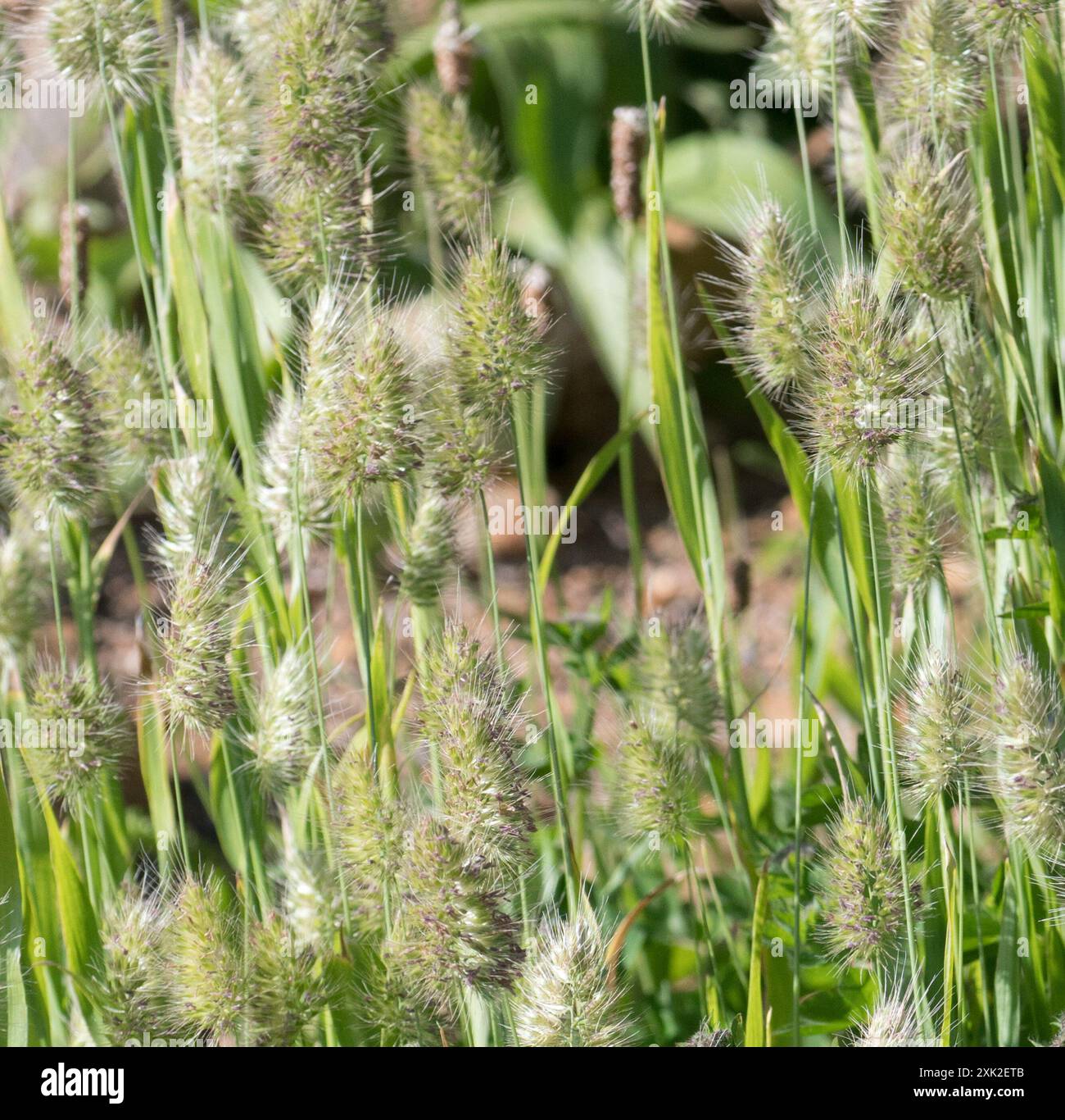 bristly dogtail grass (Cynosurus echinatus) Plantae Stock Photo - Alamy