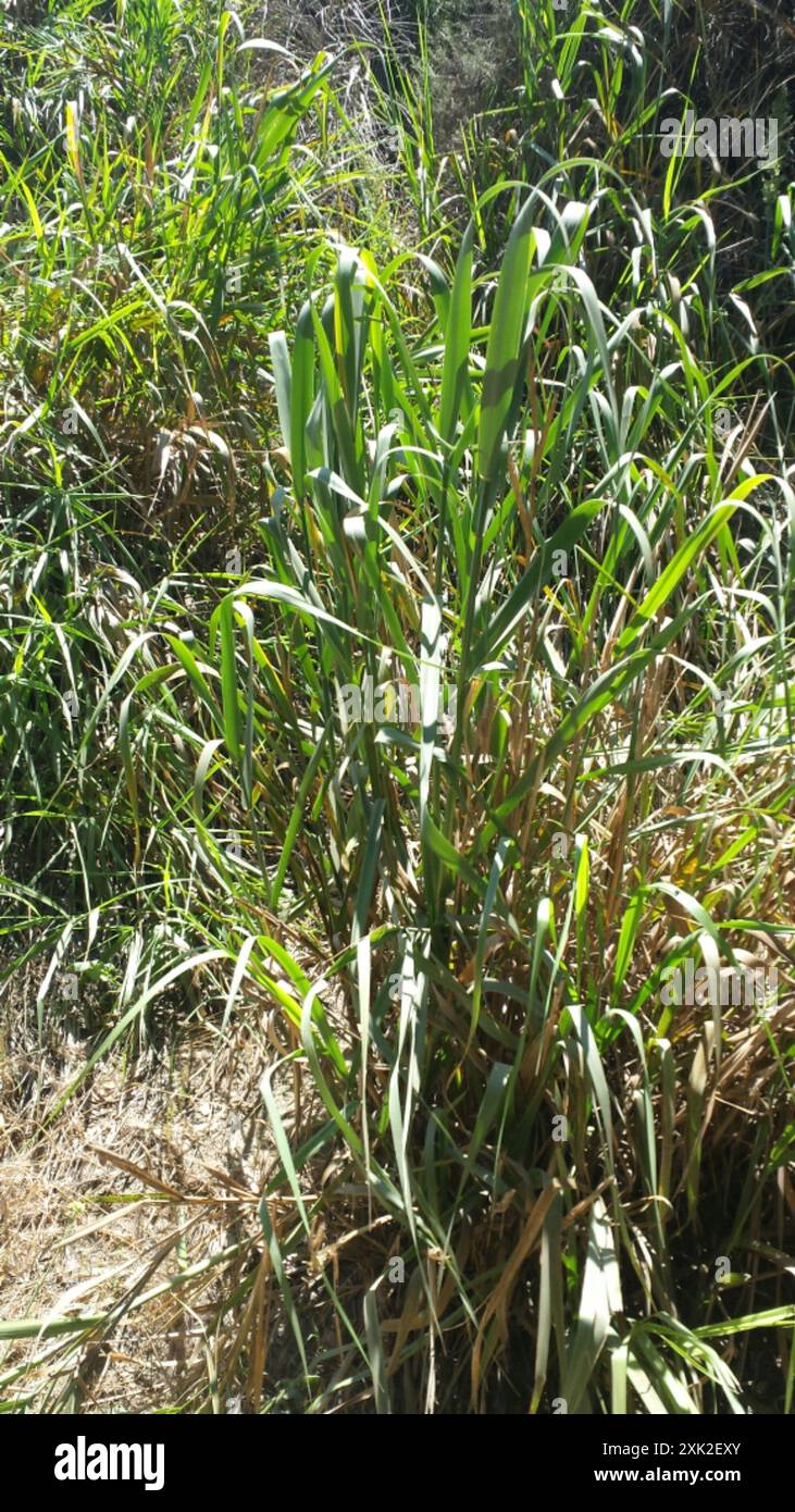 giant wild rye (Leymus condensatus) Plantae Stock Photo - Alamy