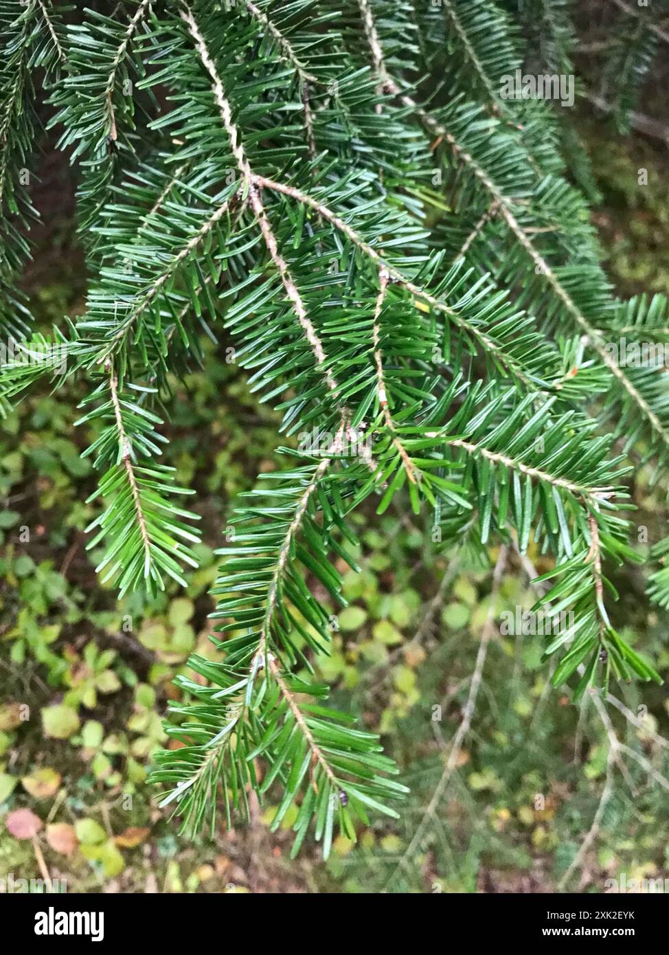 balsam fir (Abies balsamea) Plantae Stock Photo - Alamy