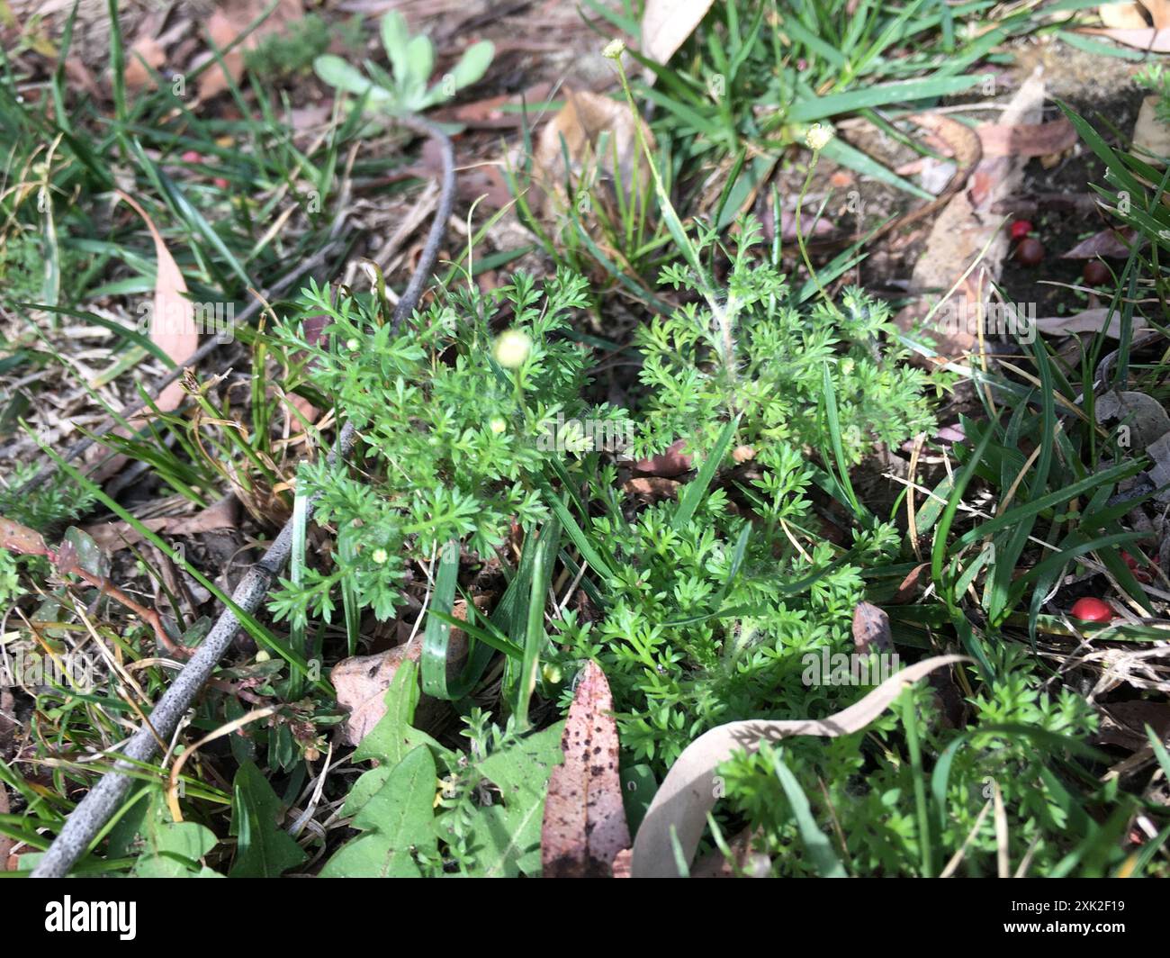 Common Cotula (Cotula australis) Plantae Stock Photo - Alamy