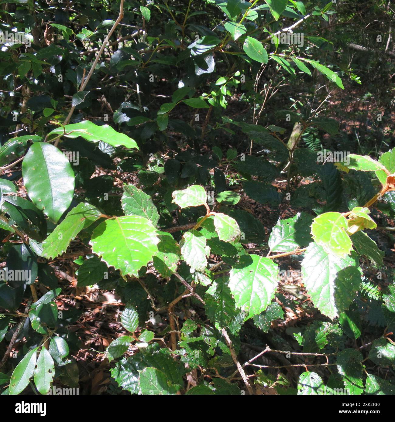 Assegai tree (Curtisia dentata) Plantae Stock Photo - Alamy