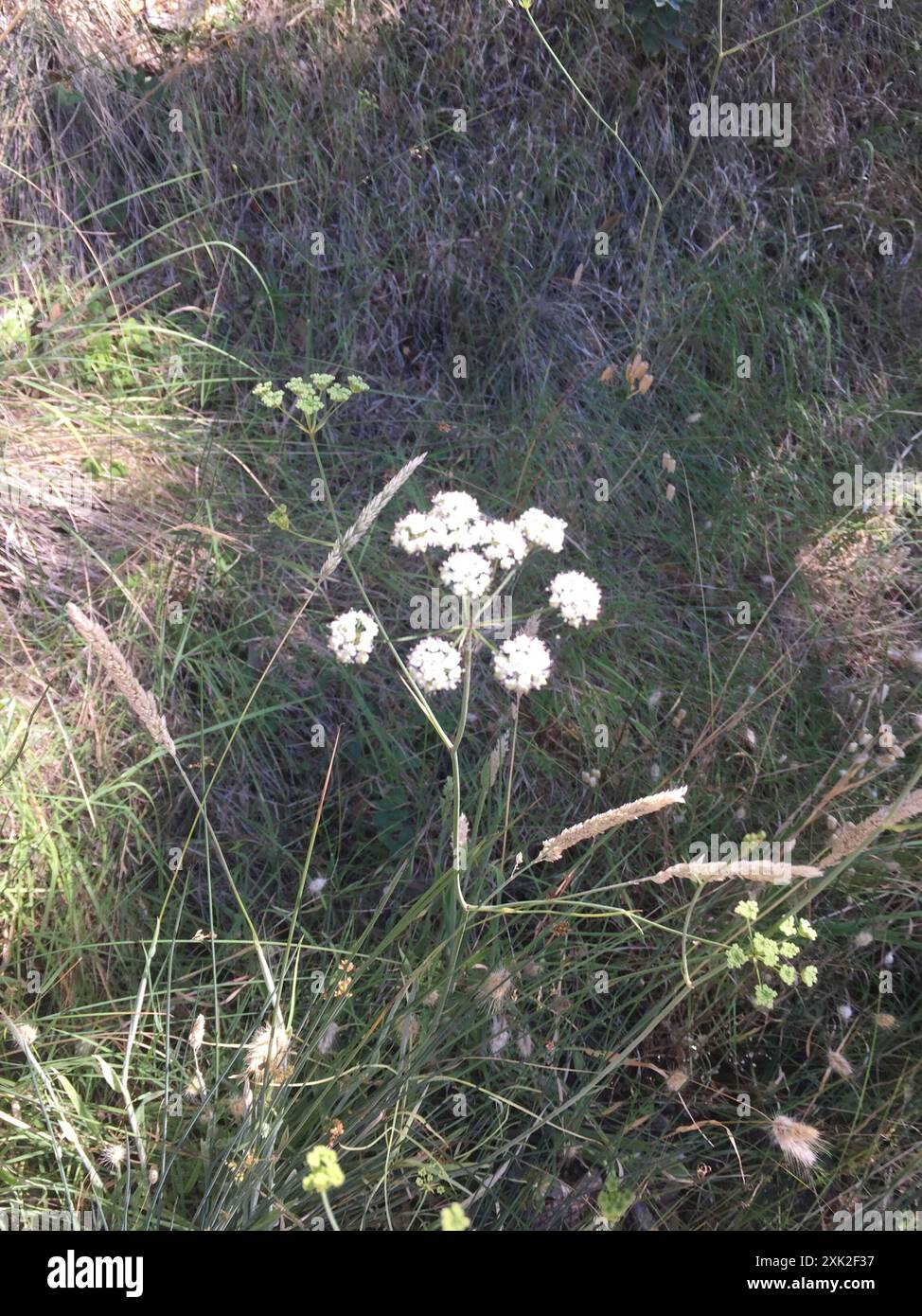 Kellogg's yampah (Perideridia kelloggii) Plantae Stock Photo - Alamy