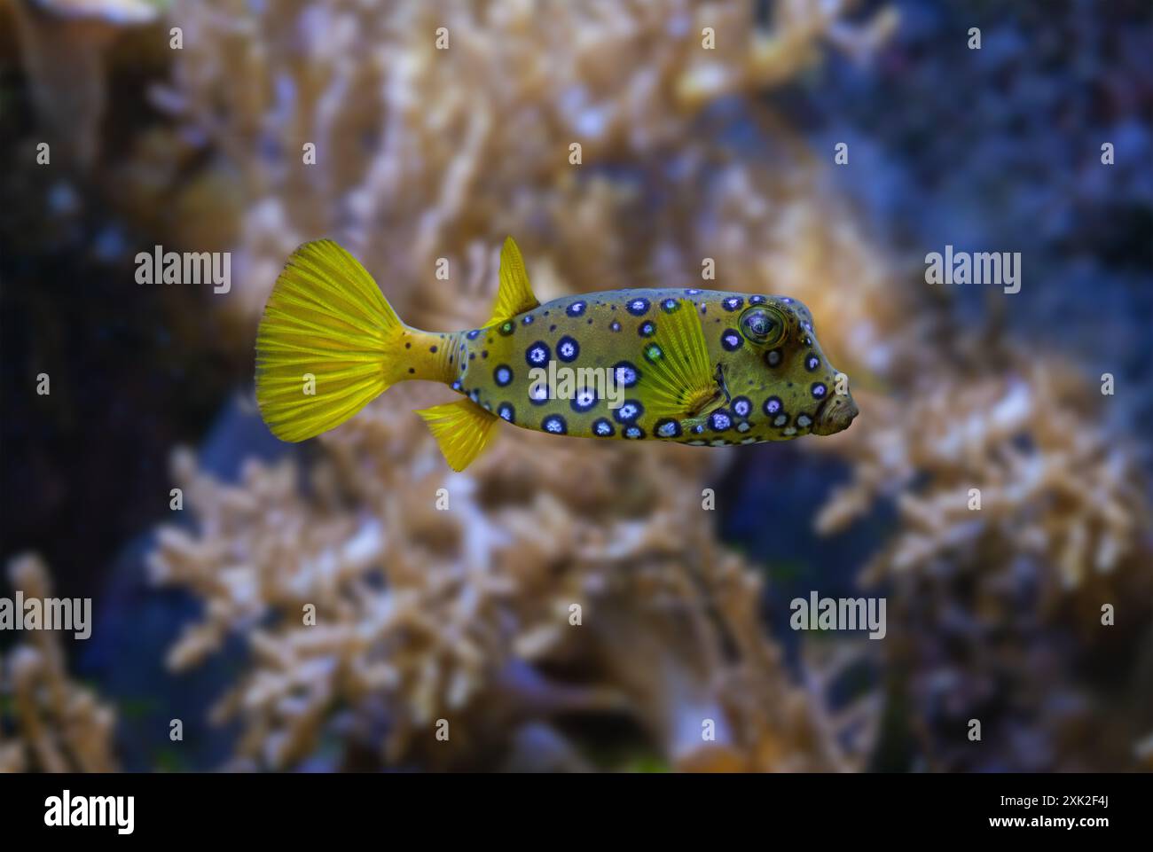Pacific yellow boxfish ostracion hi-res stock photography and images ...