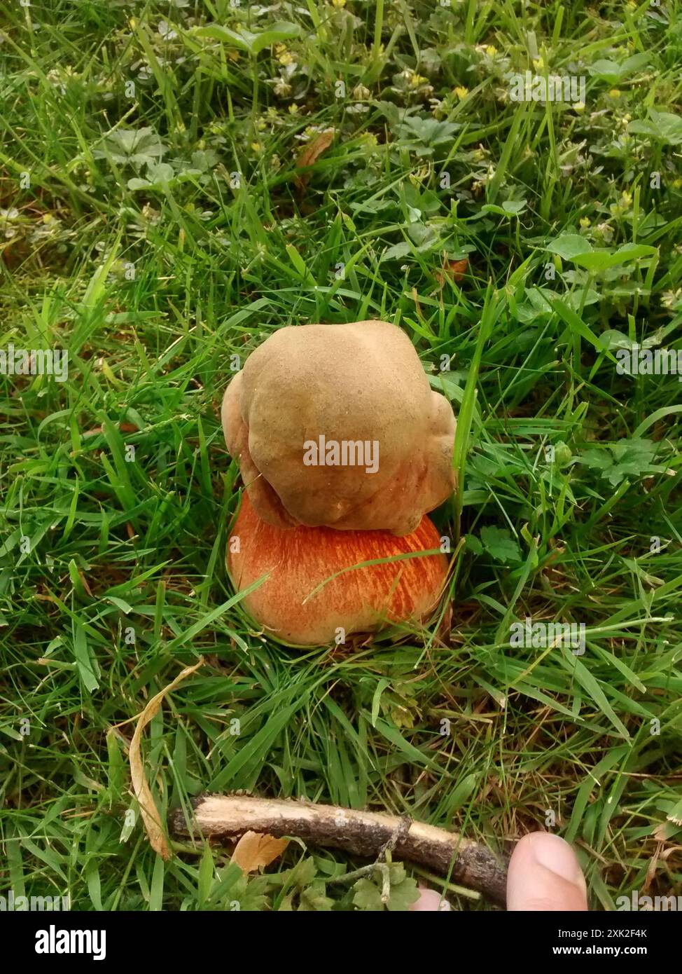 Bitter Beech Bolete (Caloboletus calopus) Fungi Stock Photo - Alamy