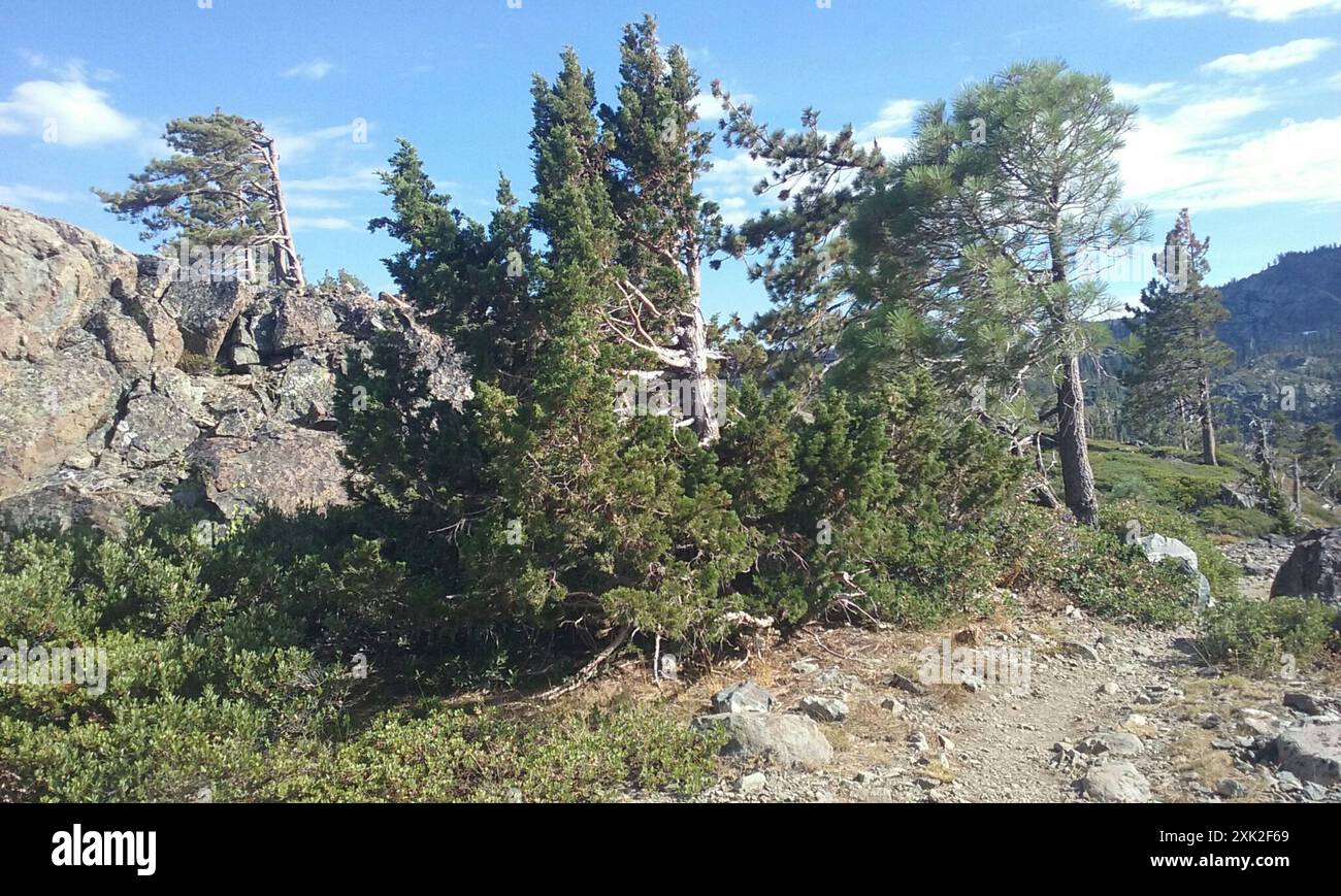 Sierra juniper (Juniperus grandis) Plantae Stock Photo - Alamy