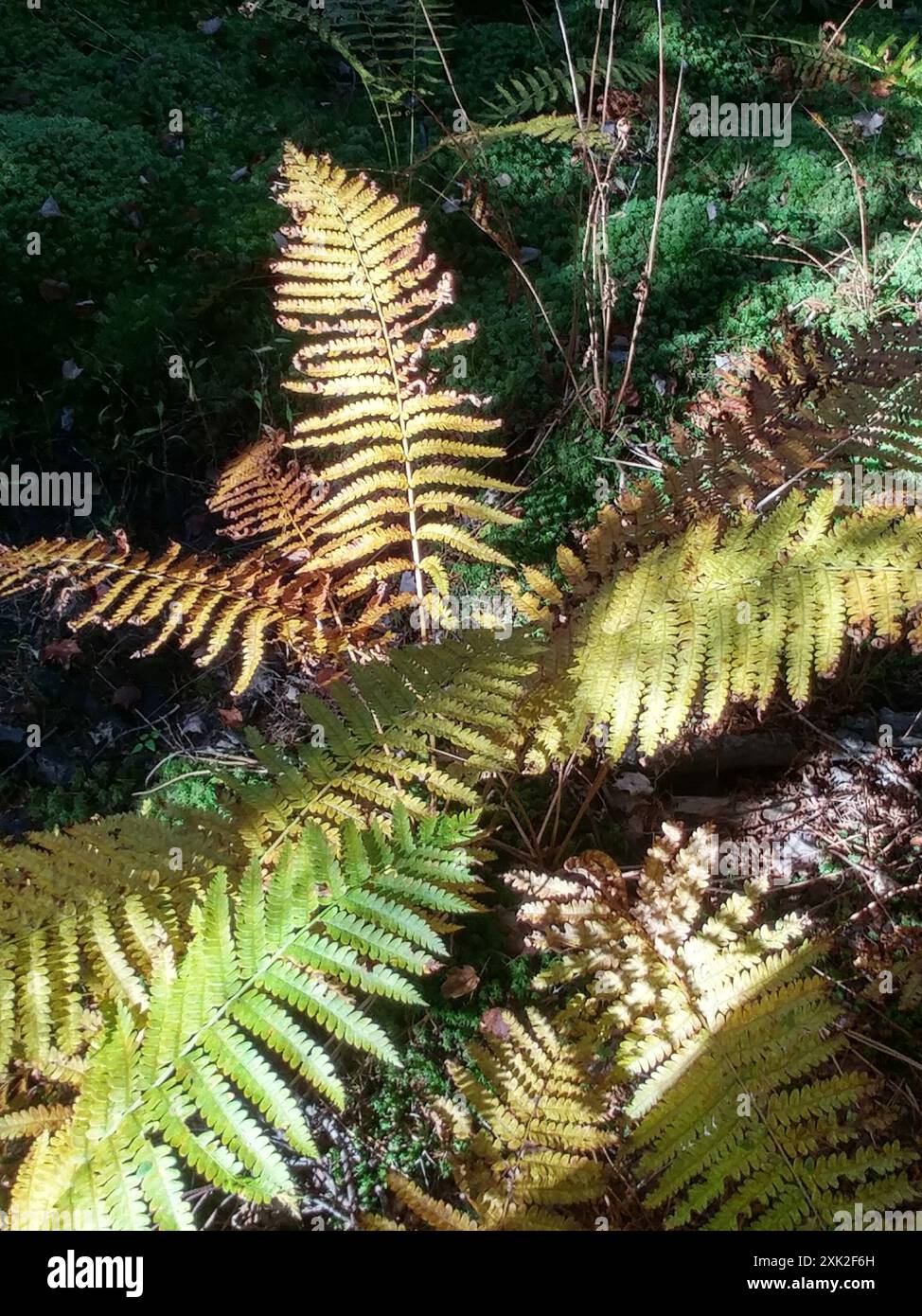 cinnamon fern (Osmundastrum cinnamomeum) Plantae Stock Photo - Alamy