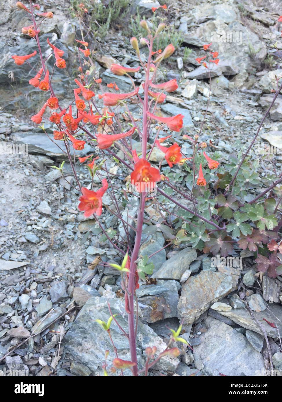 Red larkspur (Delphinium nudicaule) Plantae Stock Photo - Alamy