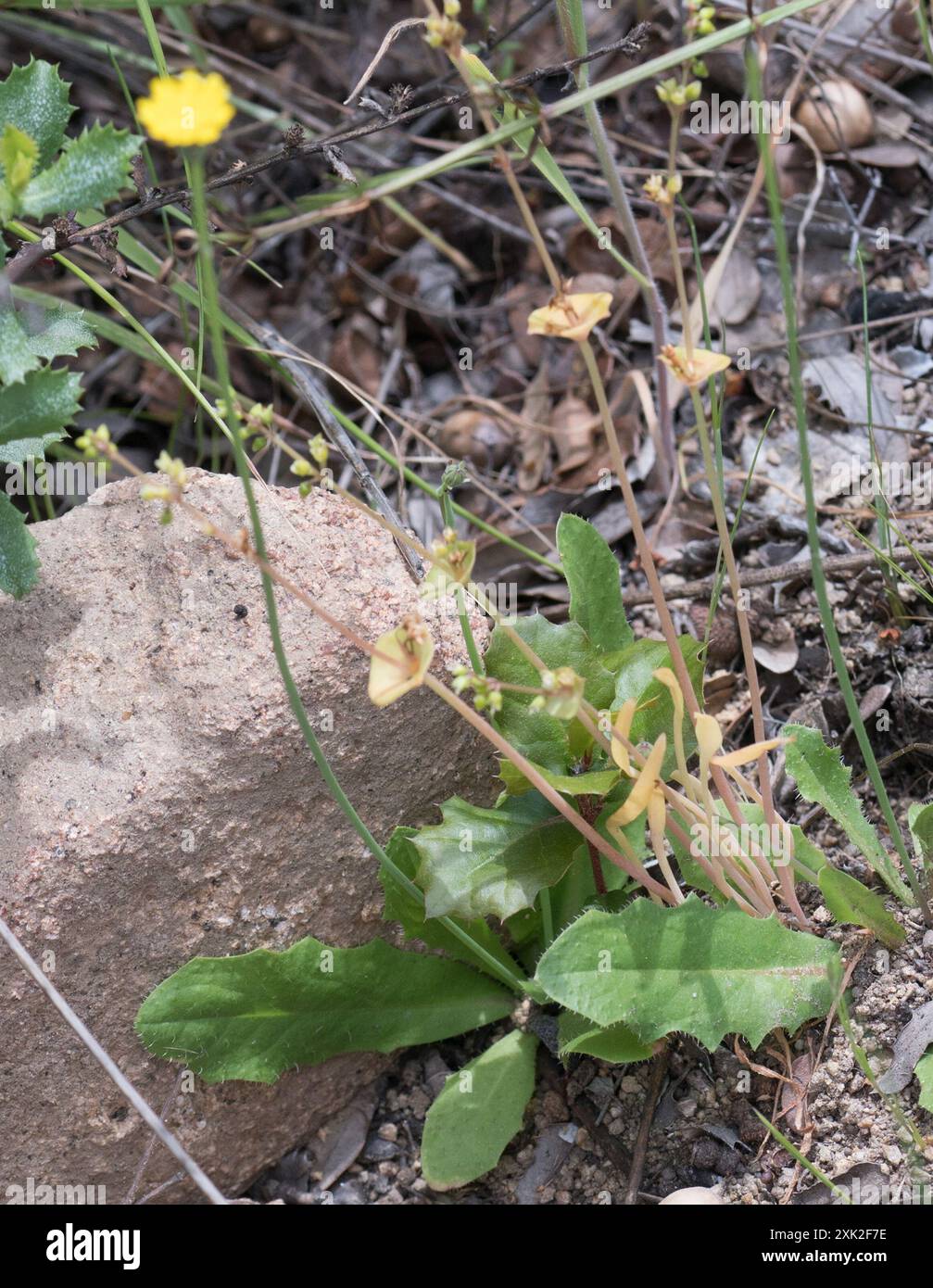Smooth Cat's Ear (Hypochaeris glabra) Plantae Stock Photo - Alamy
