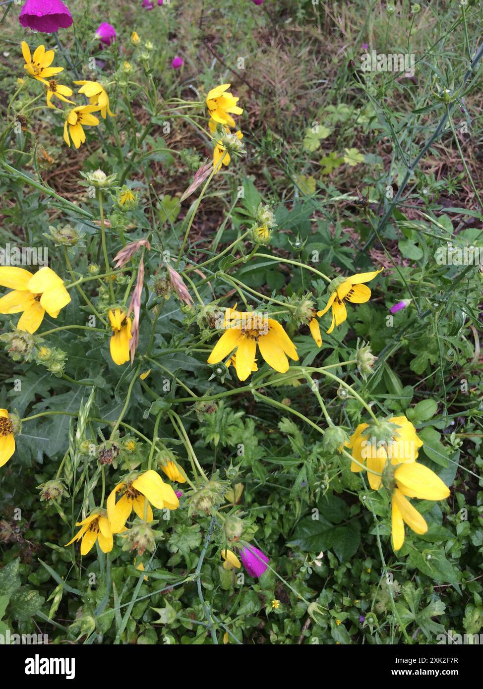 Engelmann daisy (Engelmannia peristenia) Plantae Stock Photo - Alamy