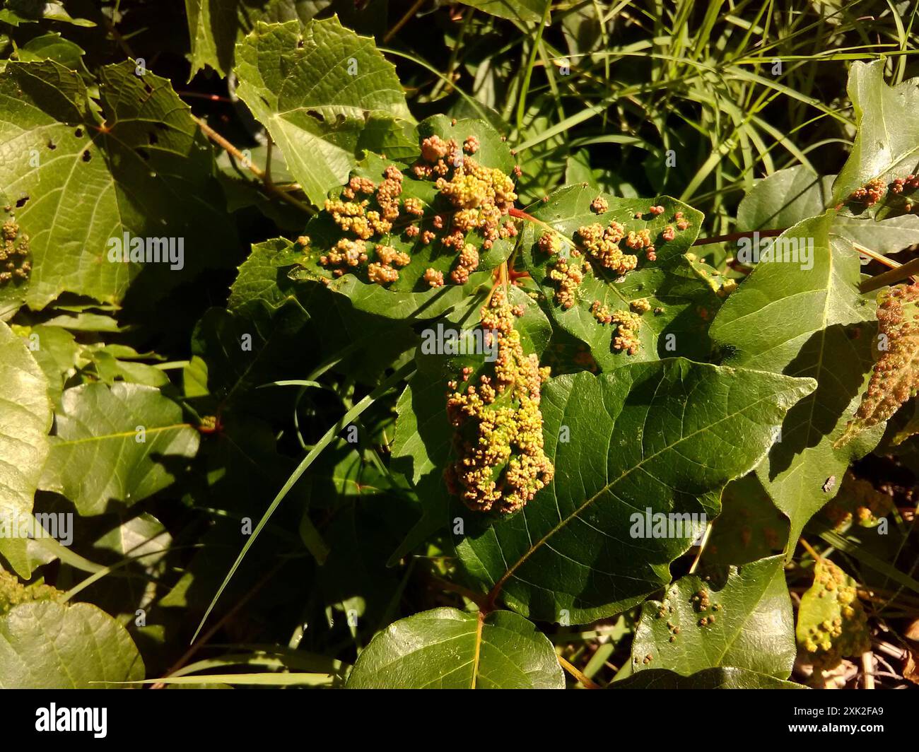 Poison Ivy Leaf Mite (Aculops rhois) Arachnida Stock Photo - Alamy