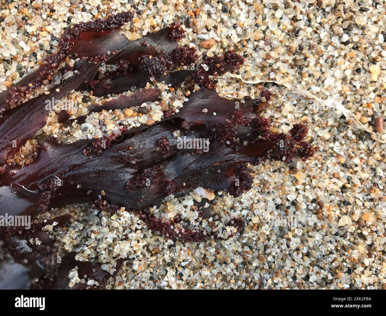 Grape Tongue (Cryptopleura ruprechtiana) Plantae Stock Photo - Alamy