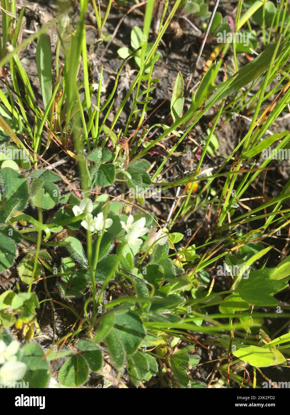 Subterranean Clover (Trifolium subterraneum) Plantae Stock Photo - Alamy