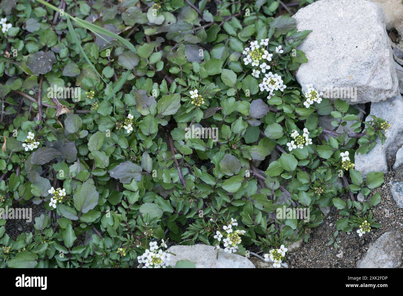 watercress (Nasturtium officinale) Plantae Stock Photo - Alamy