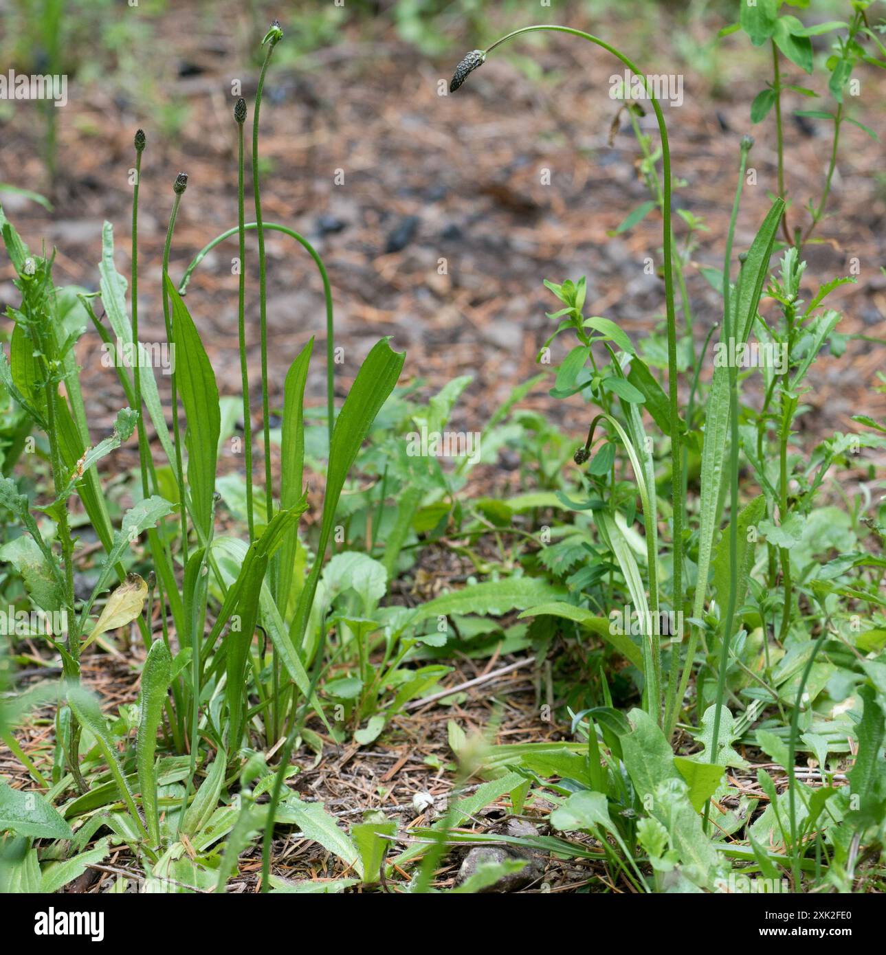 ribwort plantain (Plantago lanceolata) Plantae Stock Photo - Alamy