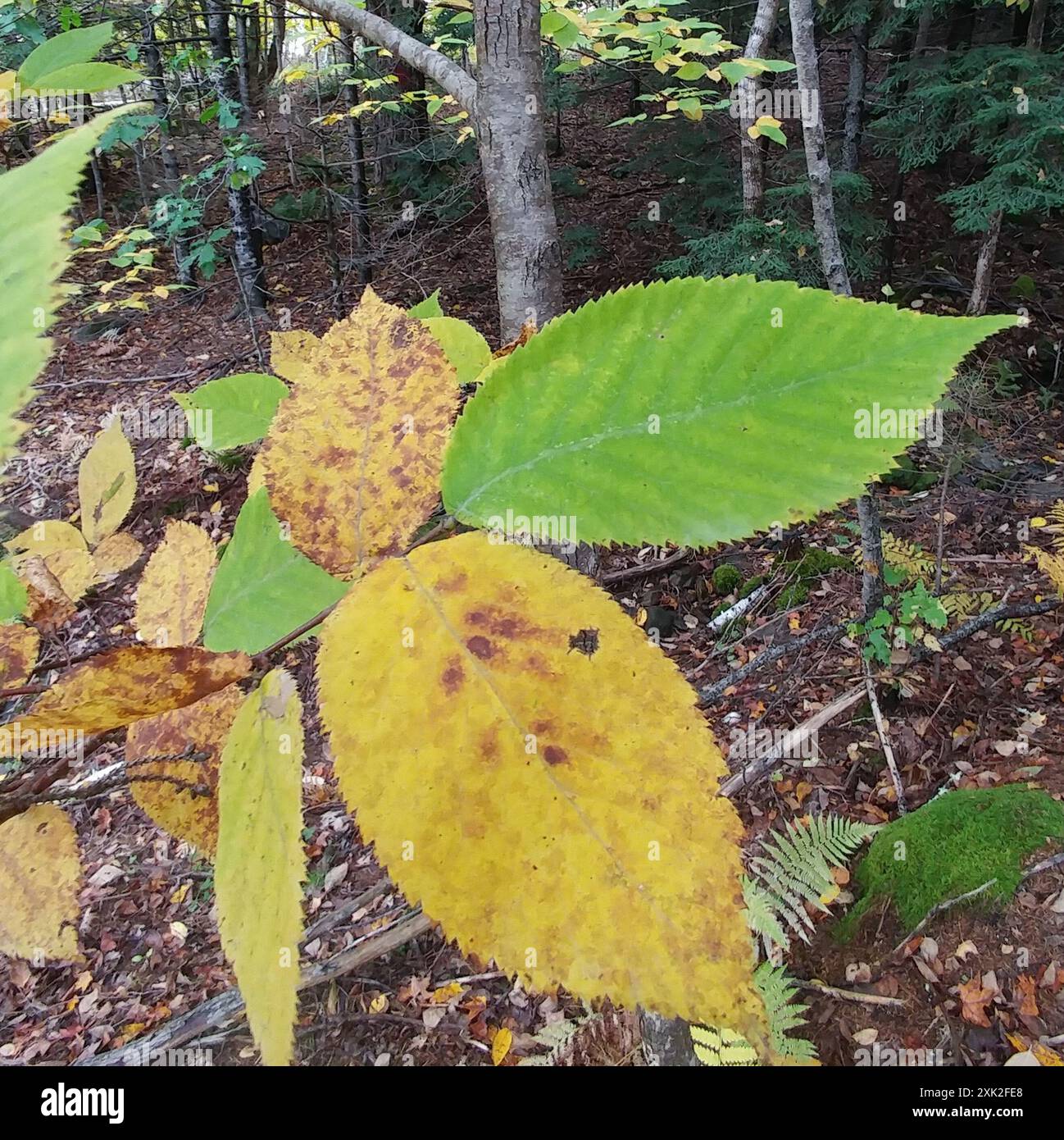 birch family (Betulaceae) Plantae Stock Photo - Alamy