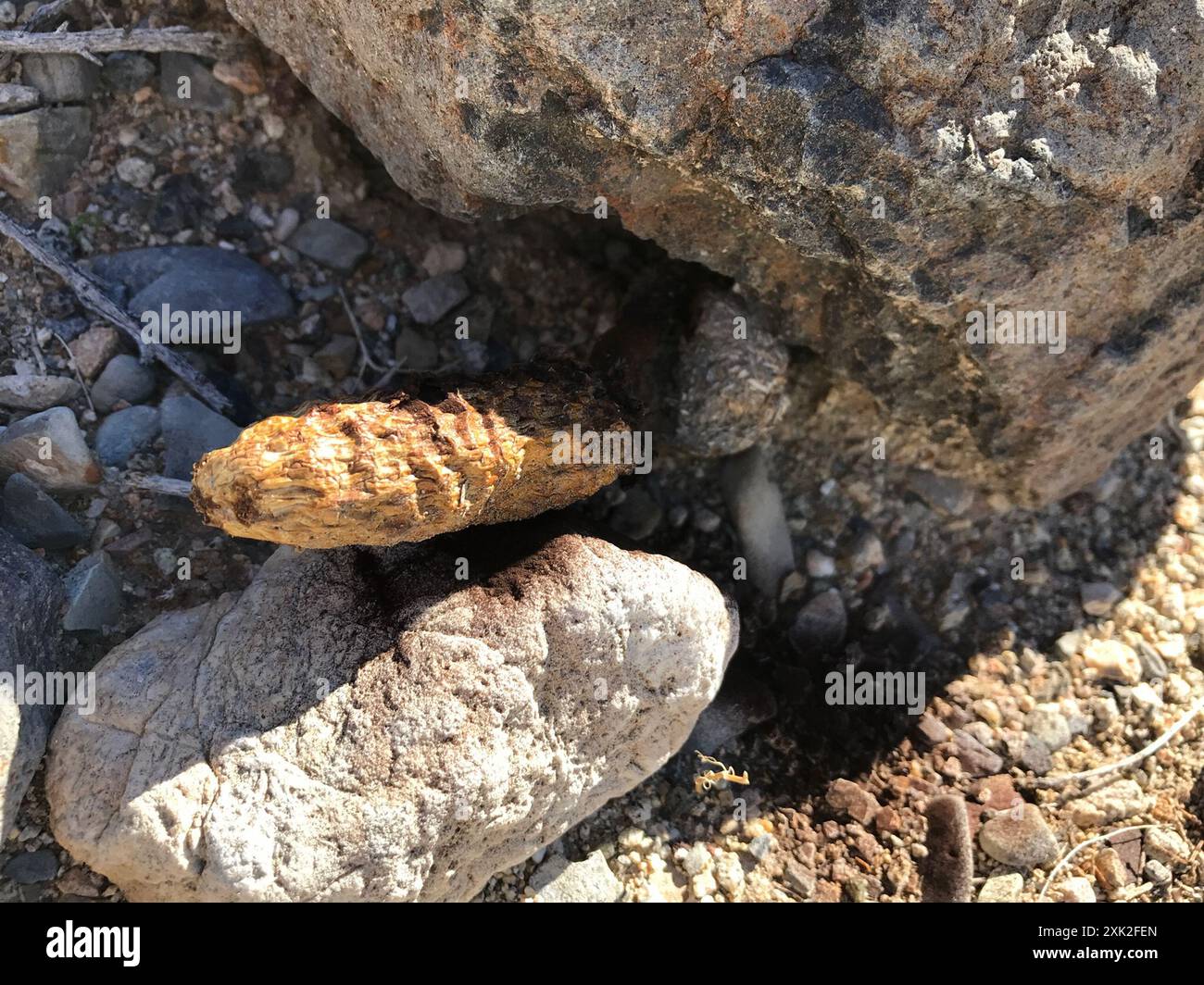 Podaxis hi-res stock photography and images - Alamy