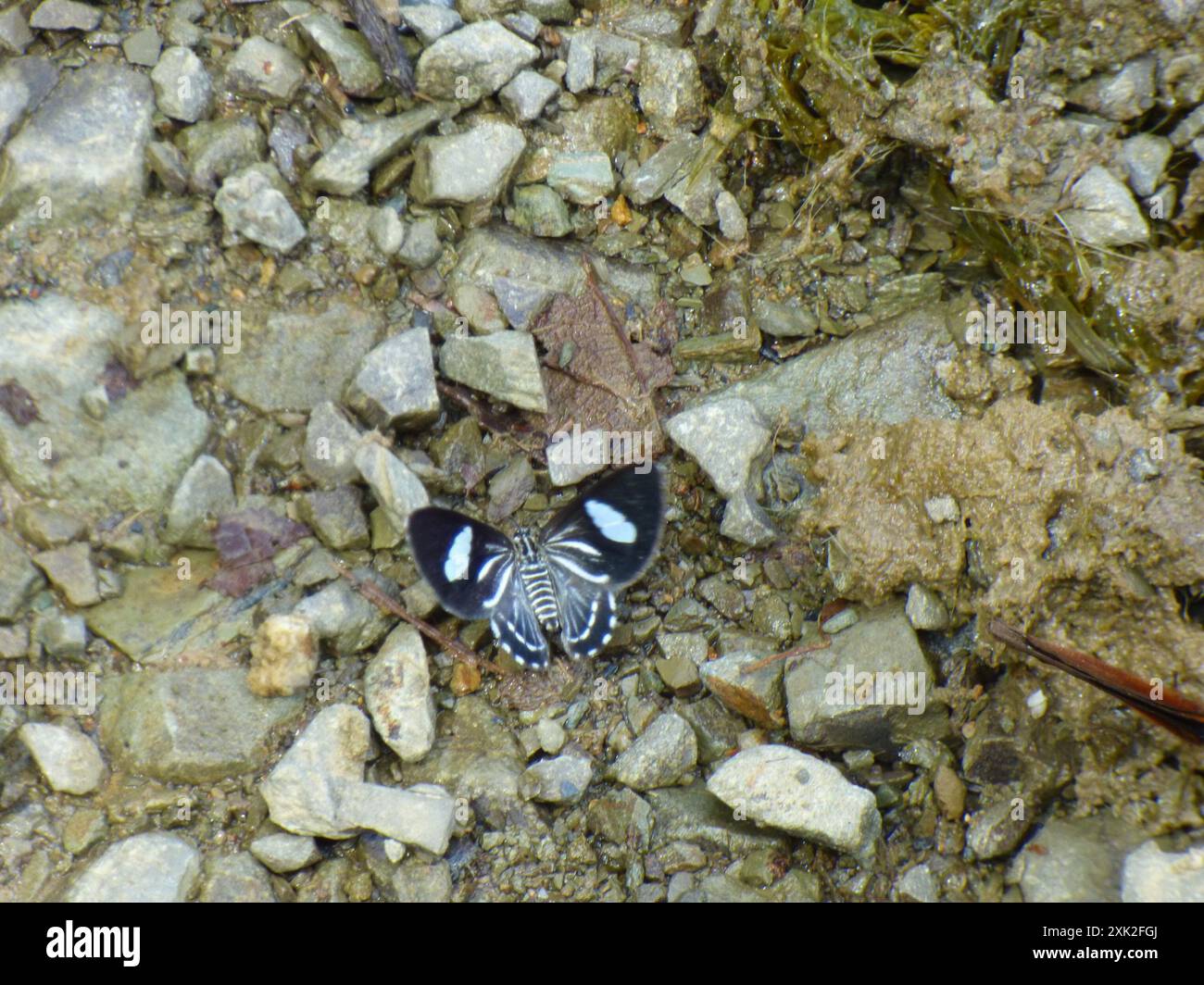 Erateina hi-res stock photography and images - Alamy