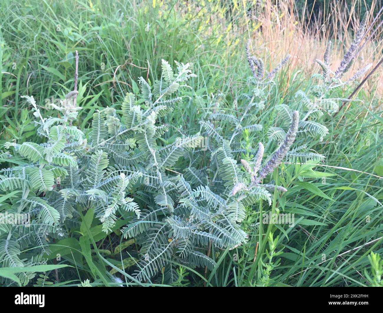leadplant (Amorpha canescens) Plantae Stock Photo - Alamy