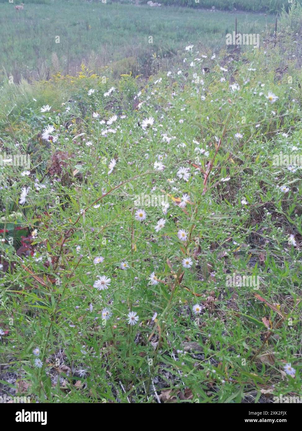 panicled aster (Symphyotrichum lanceolatum) Plantae Stock Photo - Alamy
