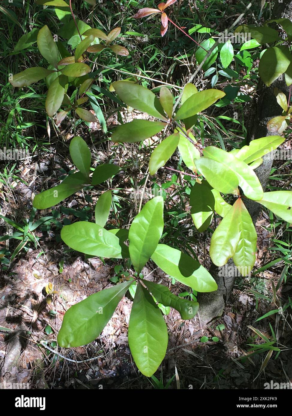 swamp laurel oak (Quercus laurifolia) Plantae Stock Photo - Alamy