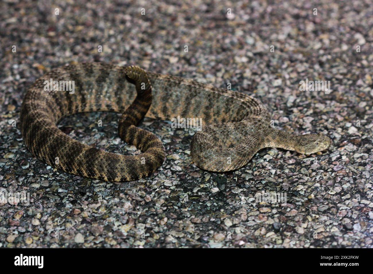 Tiger Rattlesnake (Crotalus tigris) Reptilia Stock Photo - Alamy