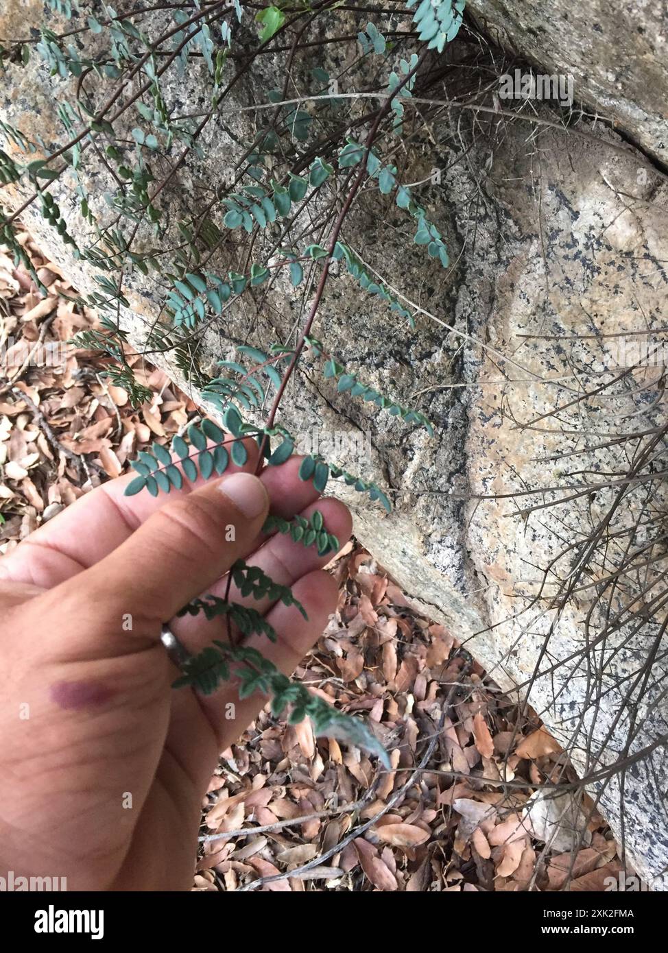 spiny cliff-brake (Pellaea truncata) Plantae Stock Photo - Alamy