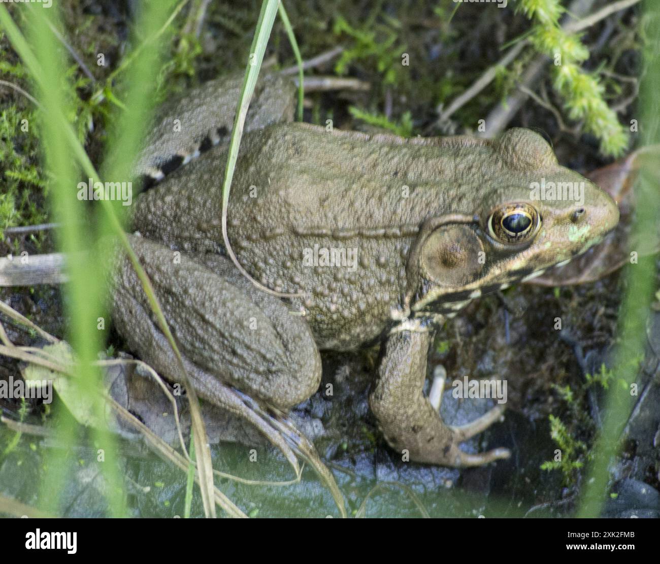 Green Frog (Lithobates clamitans) Amphibia Stock Photo - Alamy