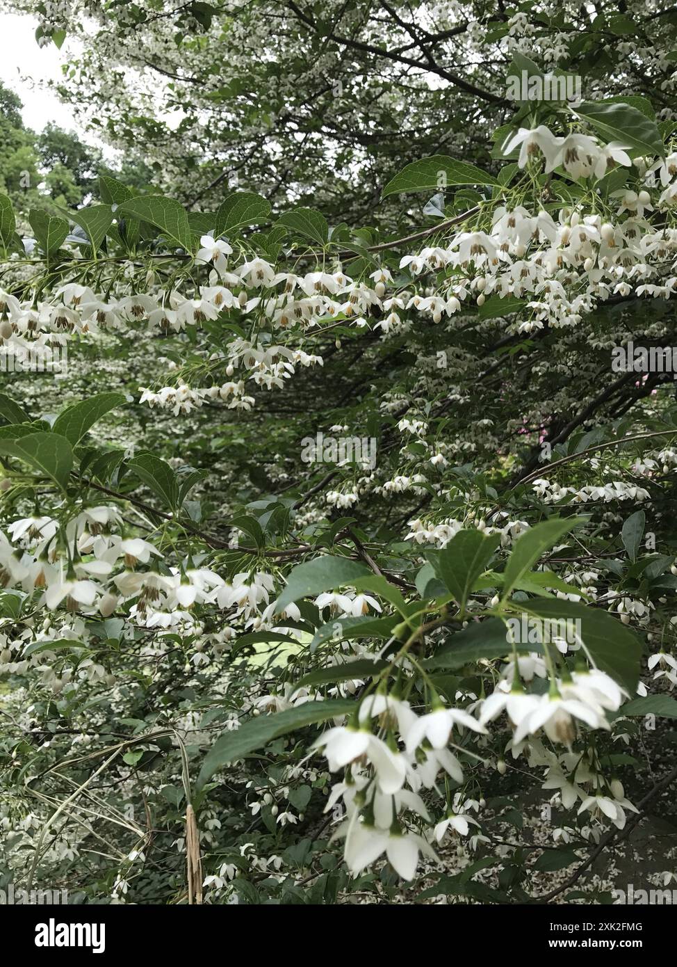 Japanese snowbell (Styrax japonicus) Plantae Stock Photo - Alamy