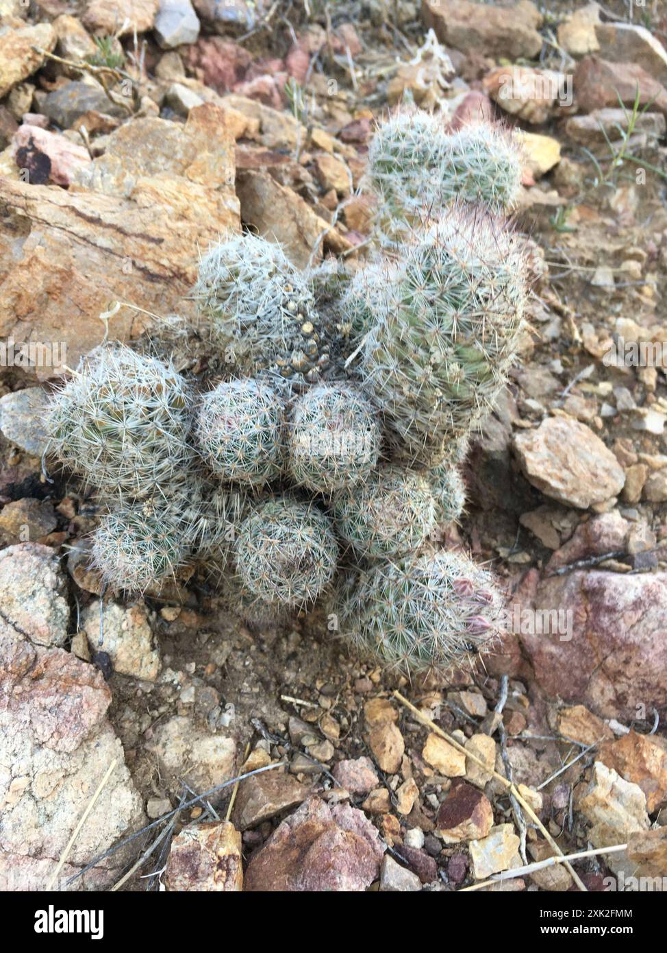 Whitecolumn Foxtail Cactus (Escobaria tuberculosa) Plantae Stock Photo ...