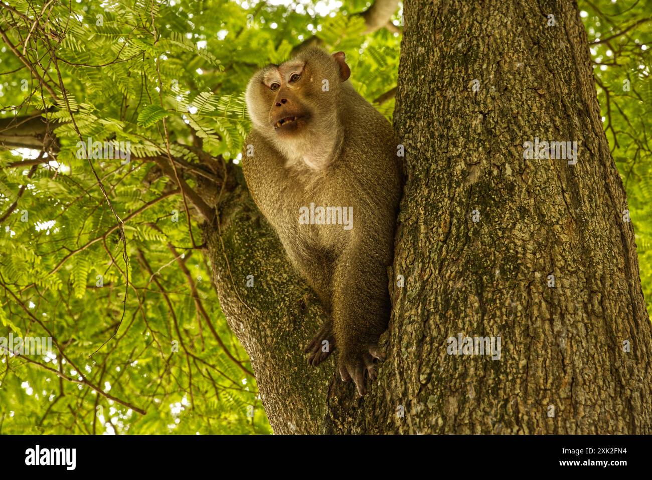 Roaring monkey seating on a green tree branch in Thailand forrest Stock ...