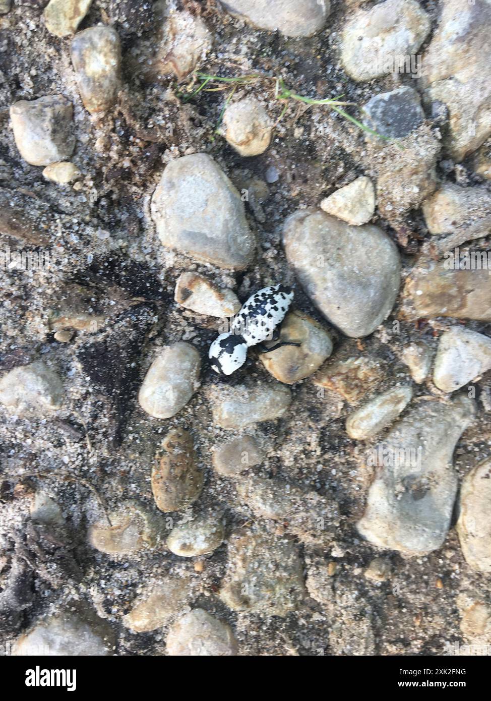Texas Ironclad Beetle (Zopherus nodulosus haldemani) Insecta Stock ...