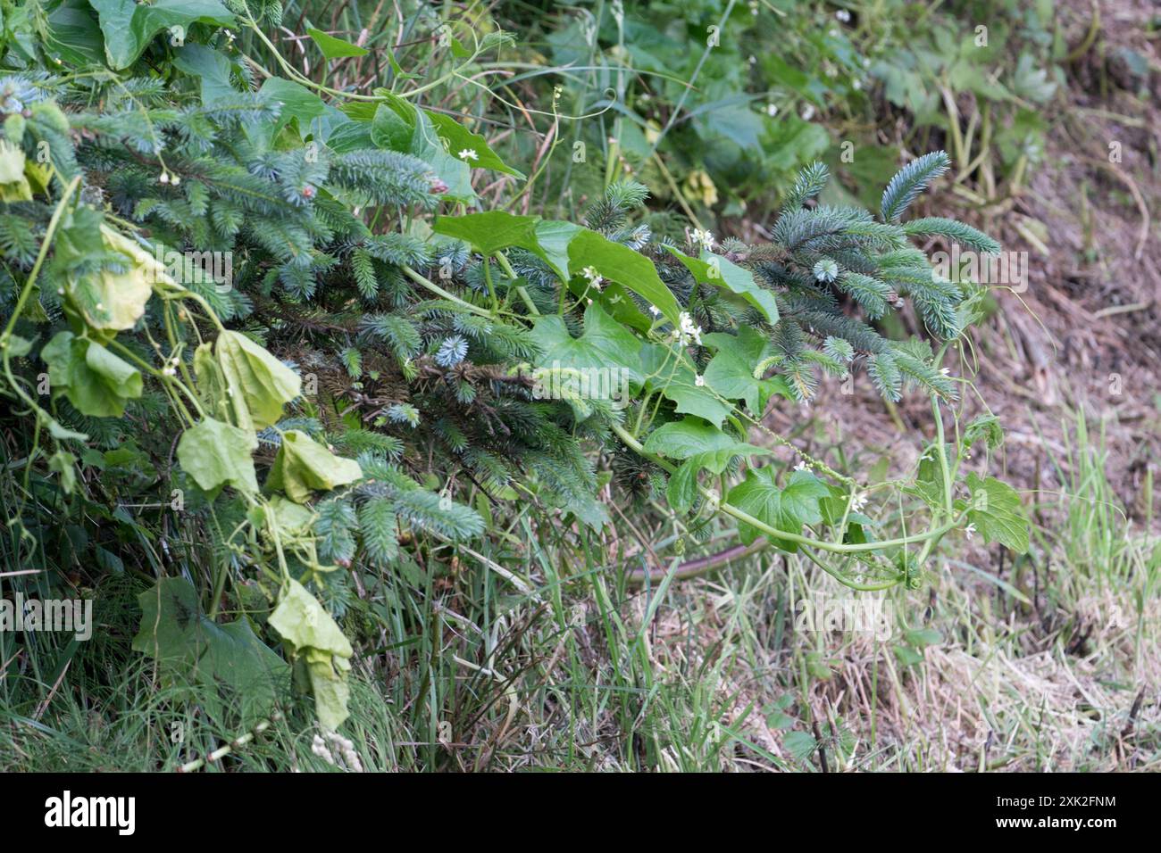 coastal manroot (Marah oregana) Plantae Stock Photo - Alamy