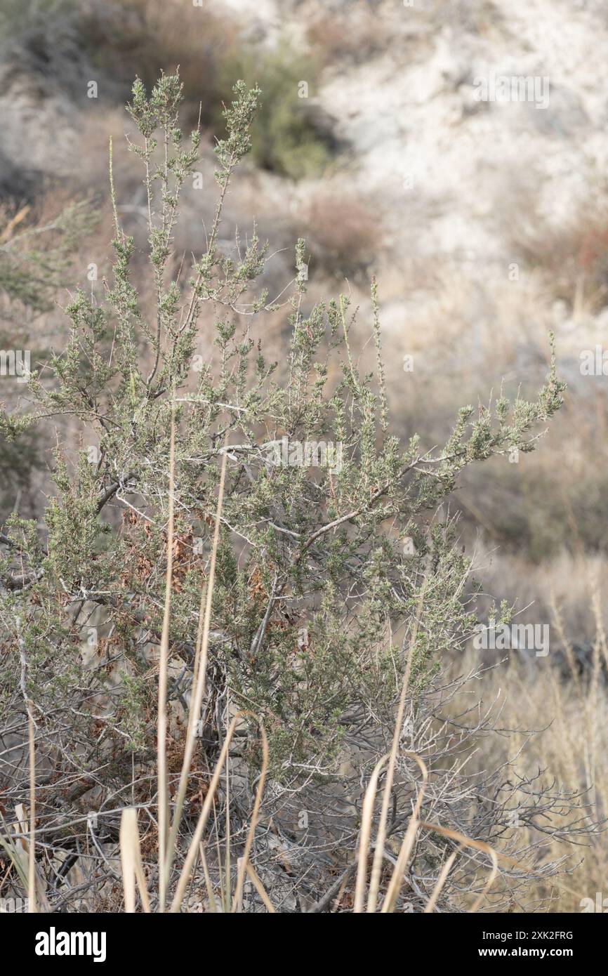 chamise (Adenostoma fasciculatum) Plantae Stock Photo - Alamy