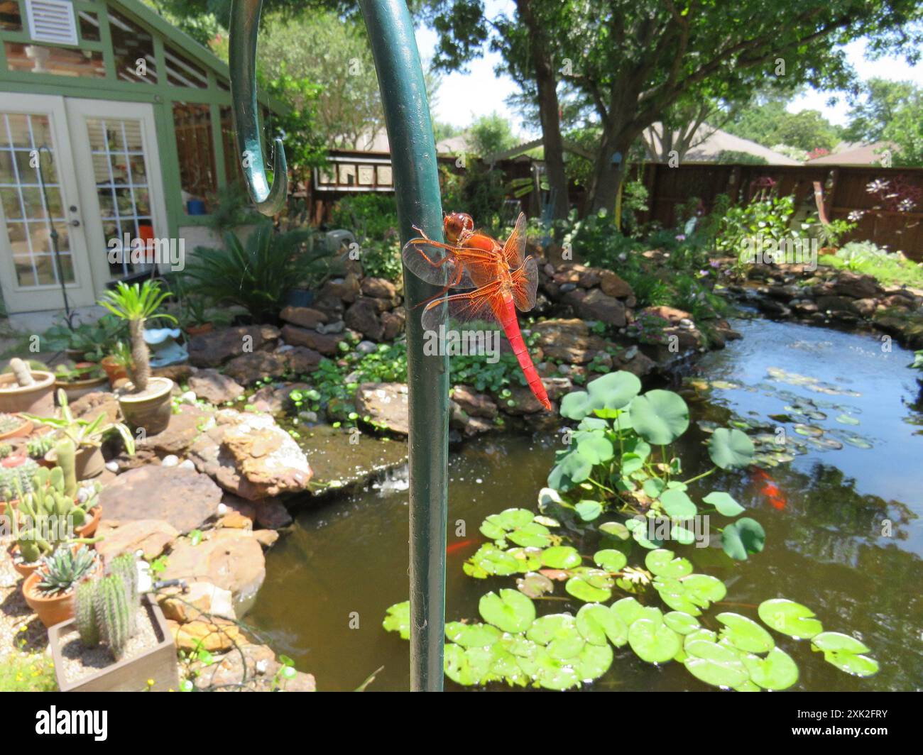 Neon Skimmer (Libellula croceipennis) Insecta Stock Photo - Alamy
