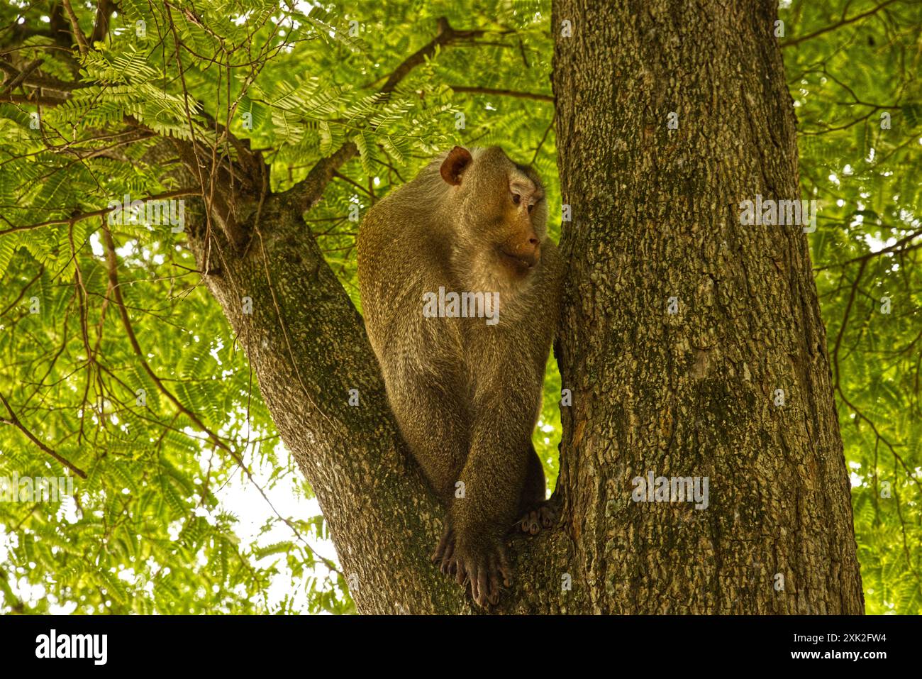 Roaring monkey seating on a green tree branch in Thailand forrest Stock ...