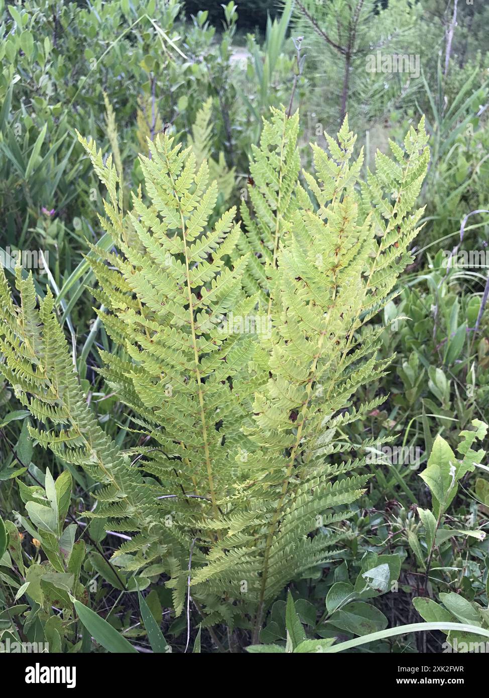 cinnamon fern (Osmundastrum cinnamomeum) Plantae Stock Photo - Alamy