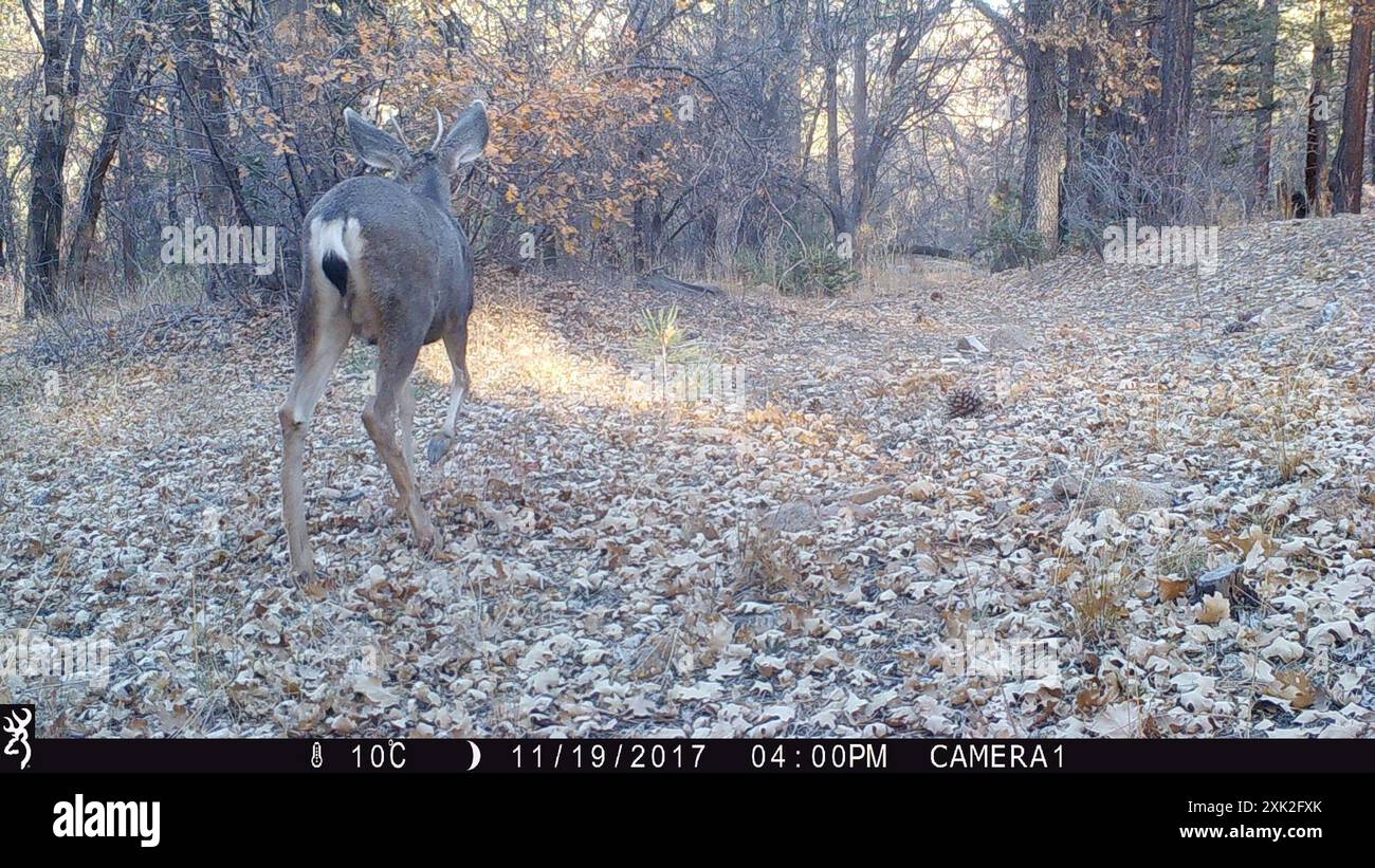 California Mule Deer (Odocoileus hemionus californicus) Mammalia Stock ...