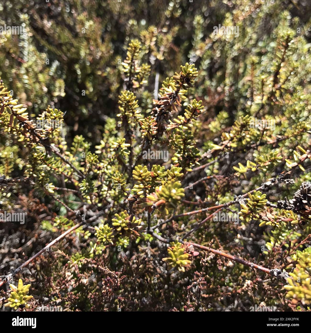 black crowberry (Empetrum nigrum) Plantae Stock Photo - Alamy