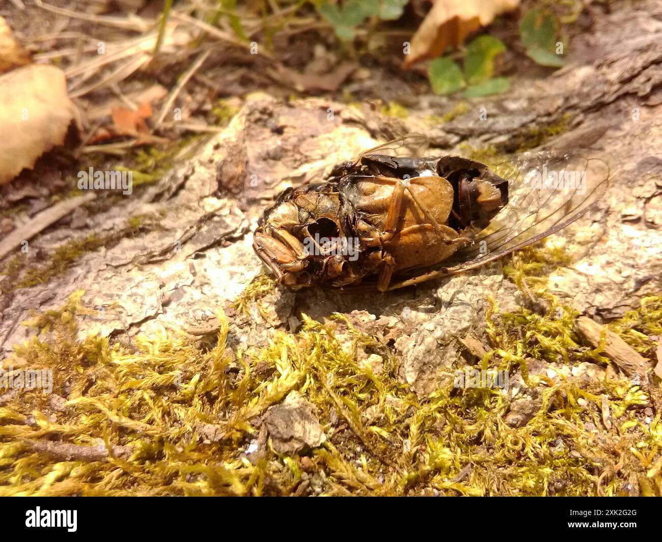 Swamp Cicada (Neotibicen tibicen) Insecta Stock Photo - Alamy