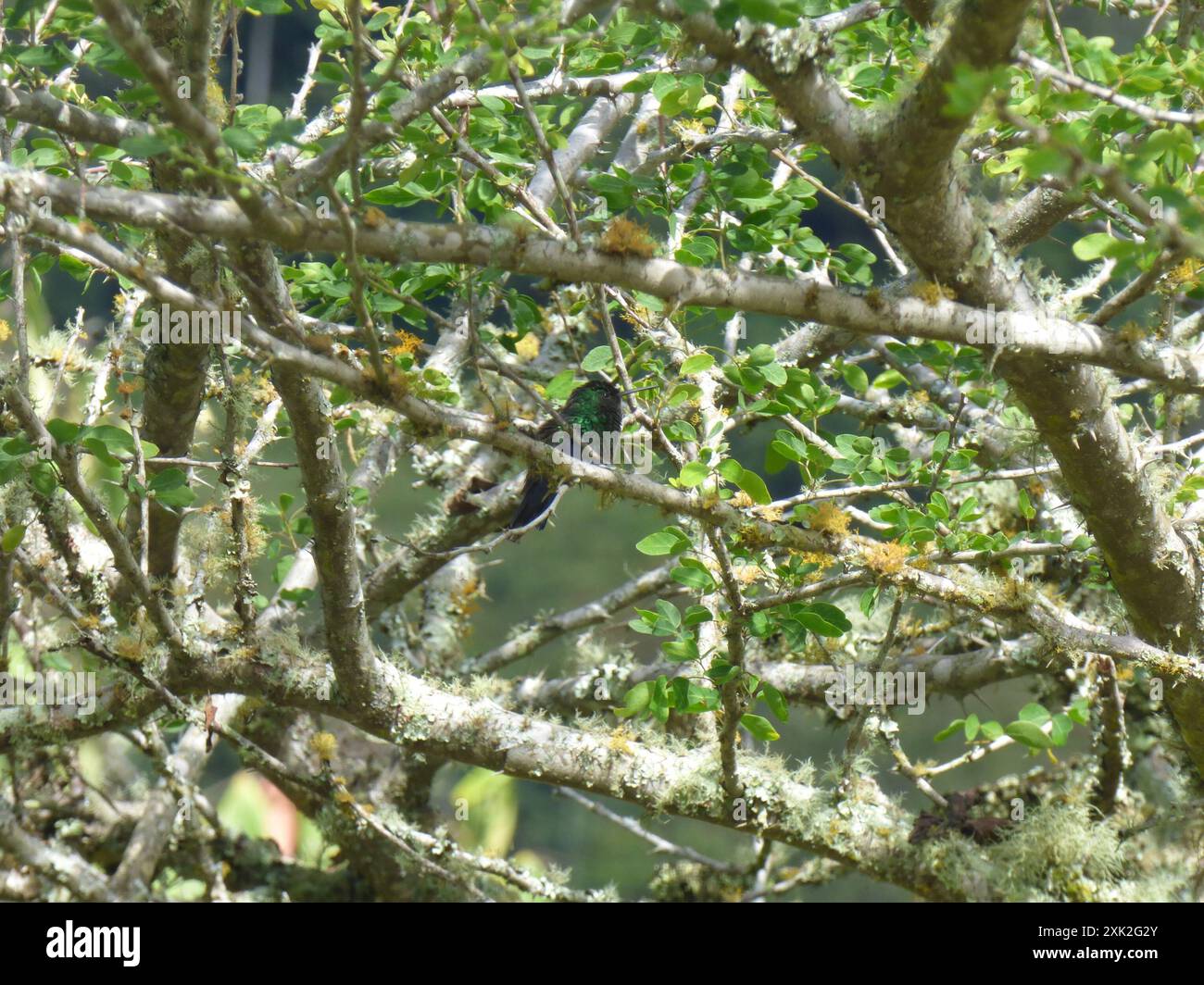 Steely-vented Hummingbird (Saucerottia saucerottei) Aves Stock Photo ...