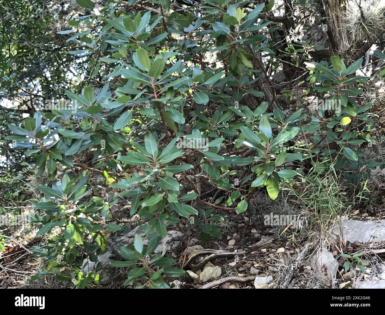 Texas madrone hi-res stock photography and images - Alamy