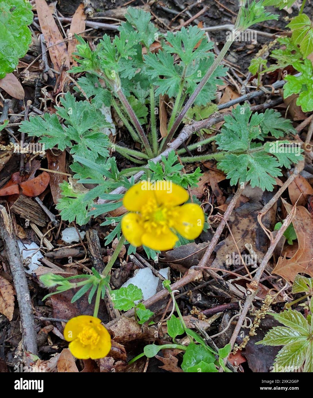 bulbous buttercup (Ranunculus bulbosus) Plantae Stock Photo - Alamy