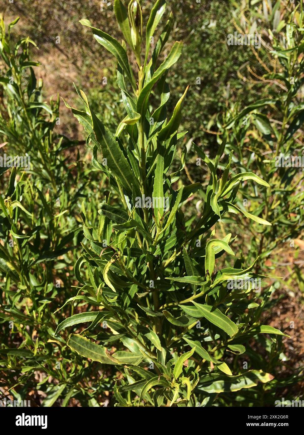 mule fat (Baccharis salicifolia) Plantae Stock Photo - Alamy