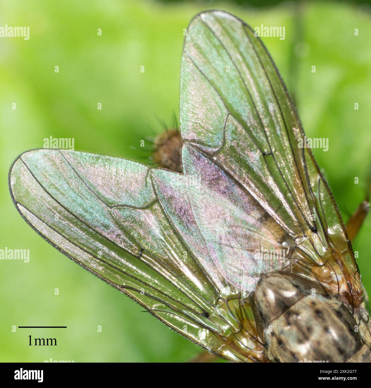 Root-maggot Flies (Anthomyiidae) Insecta Stock Photo - Alamy