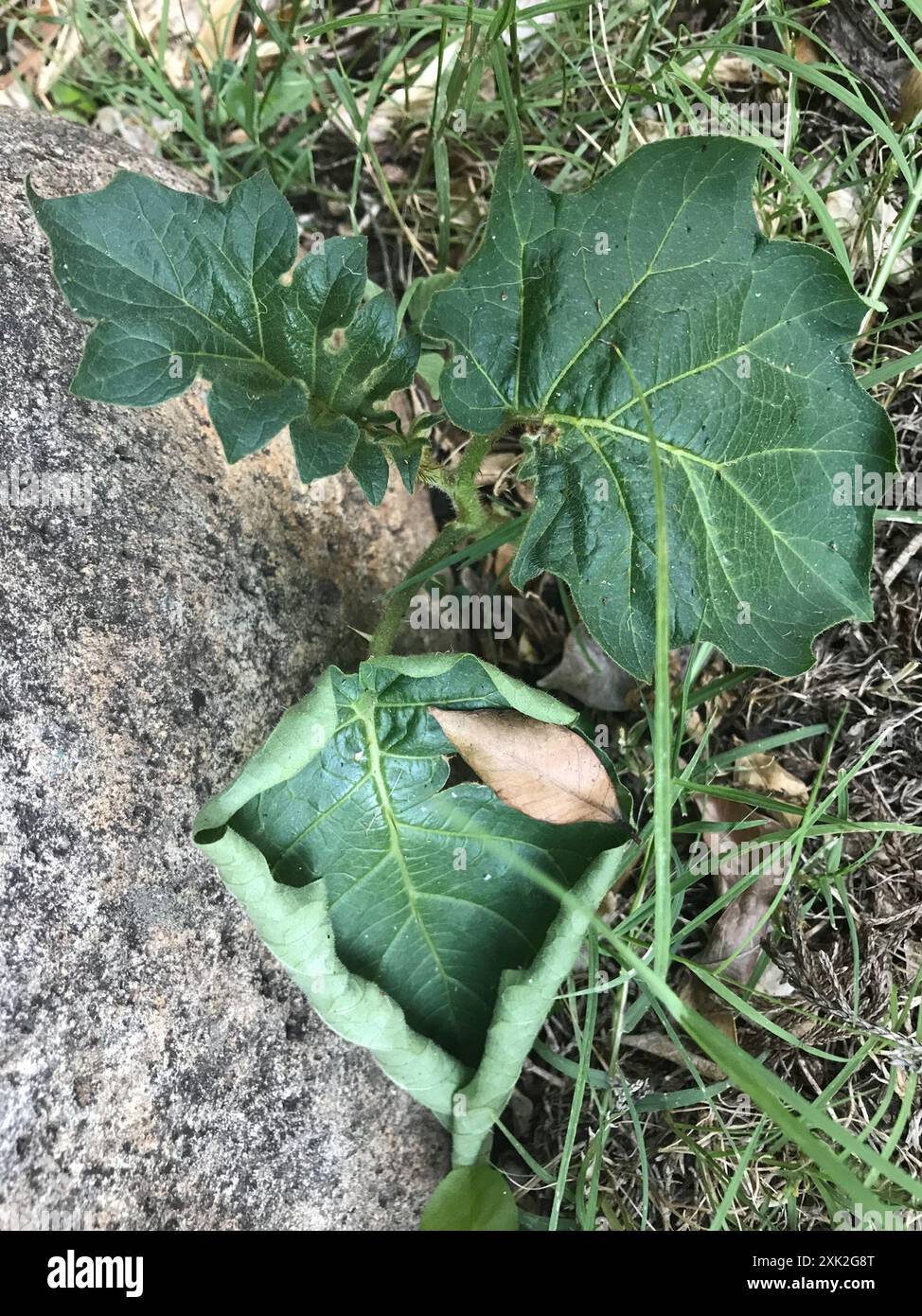 giant devil's-fig (Solanum chrysotrichum) Plantae Stock Photo - Alamy