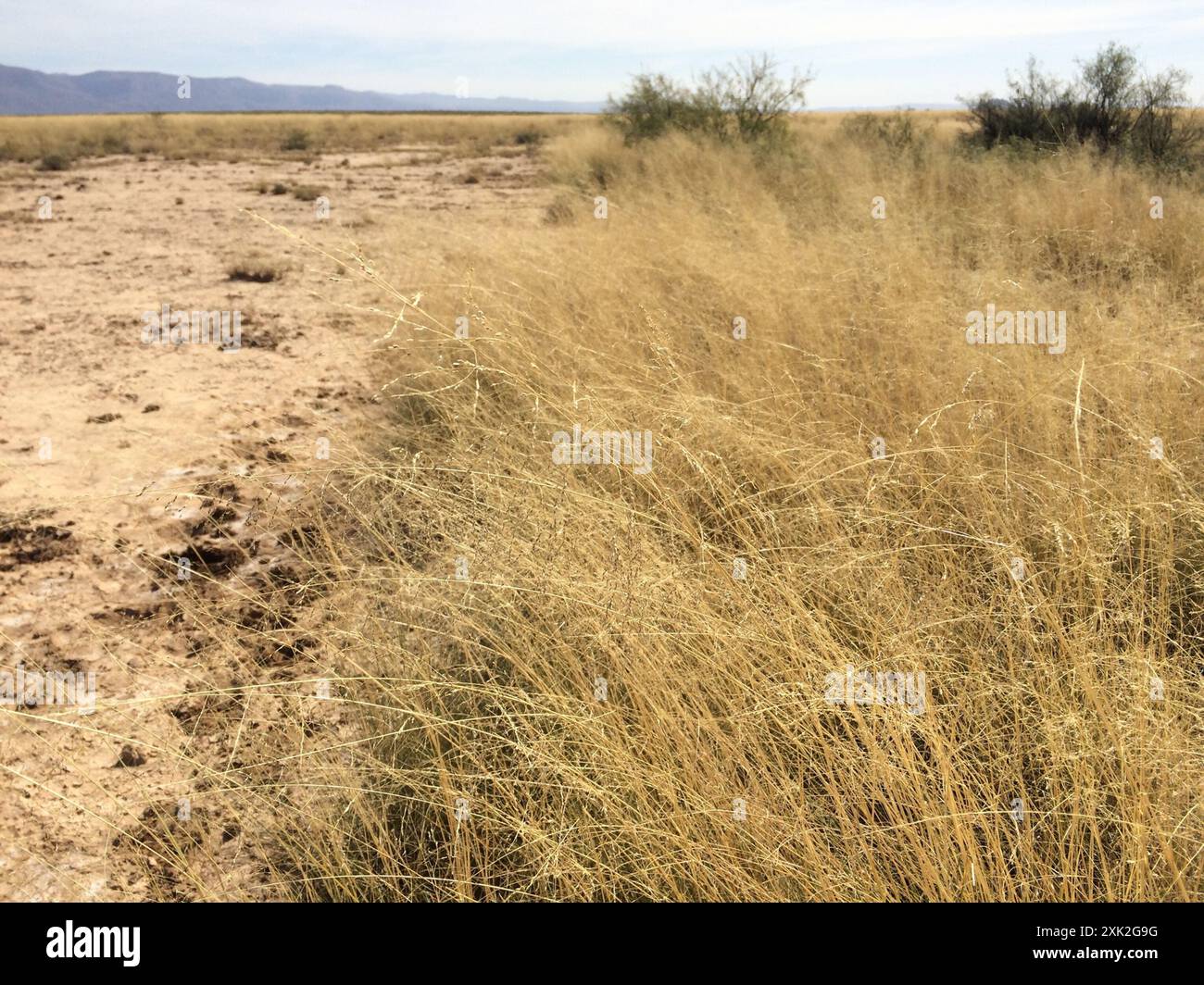 Alkali Sacaton (Sporobolus airoides) Plantae Stock Photo - Alamy