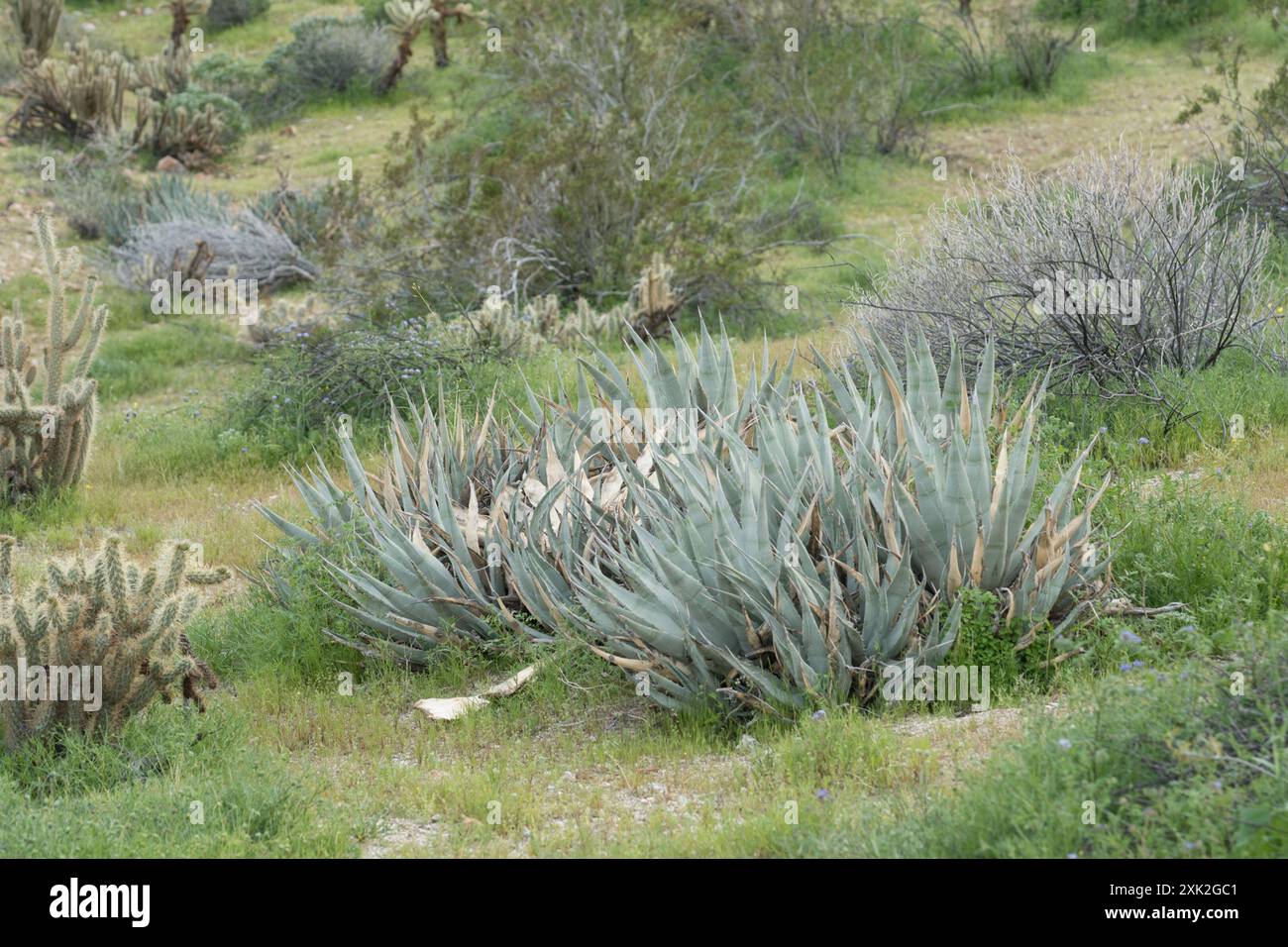 desert agave (Agave deserti) Plantae Stock Photo - Alamy