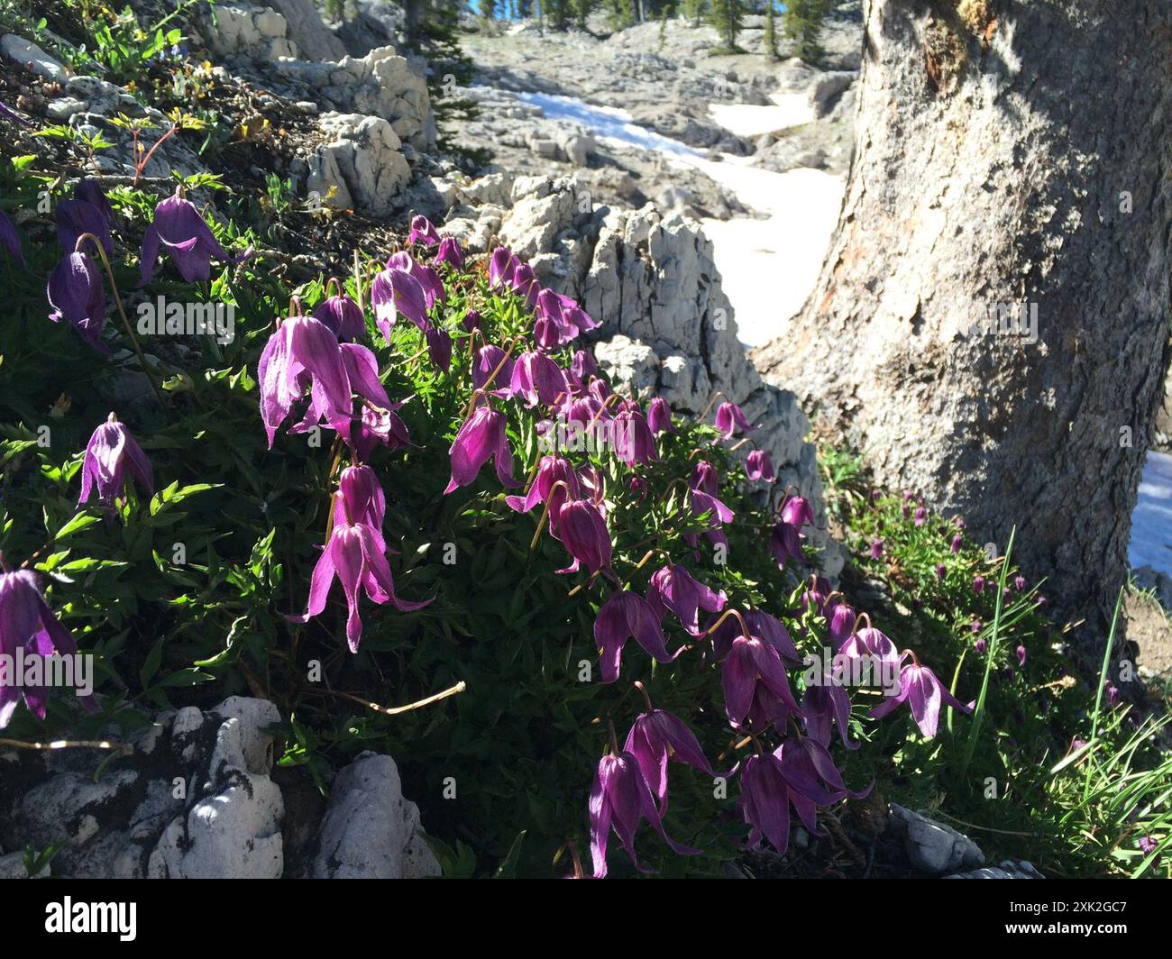 blue clematis (Clematis columbiana) Plantae Stock Photo - Alamy