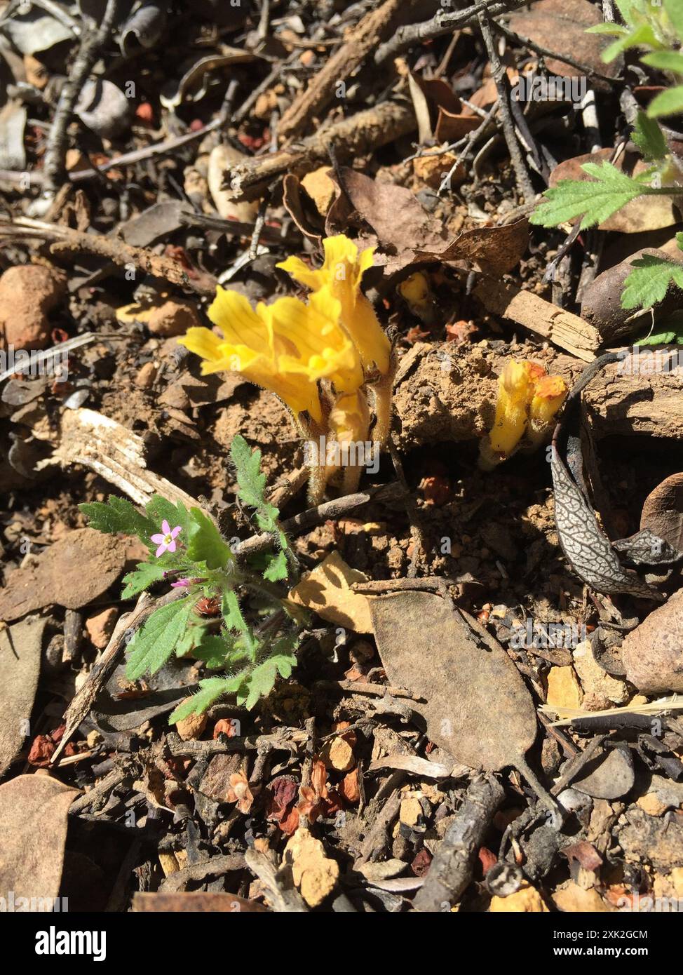 yellow clustered broomrape (Aphyllon franciscanum) Plantae Stock Photo ...