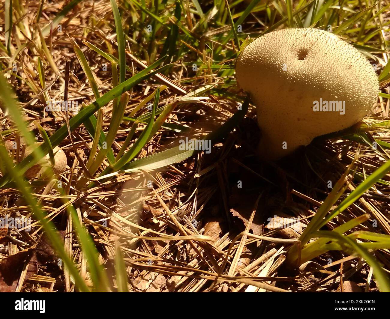 puffballs (Lycoperdaceae) Fungi Stock Photo - Alamy